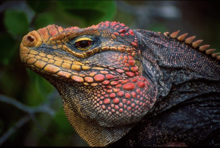 Iguana-do-Caribe: Características, Nome Científico e Fotos | Mundo Ecologia