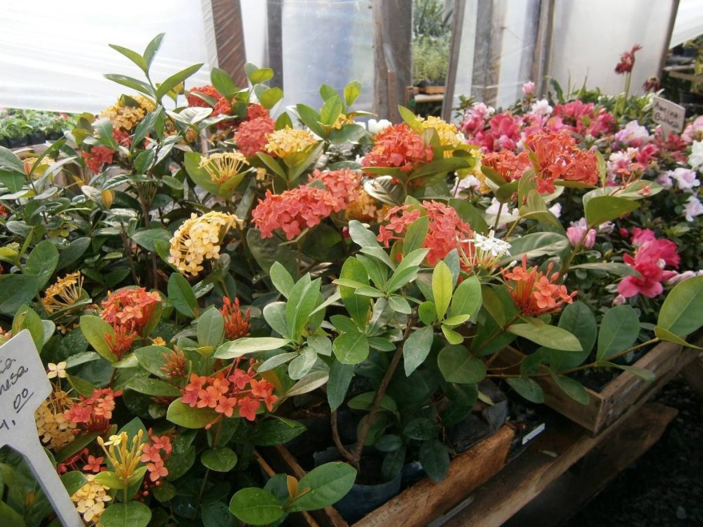 Como Cuidar Da Flor Ixora, Fazer Mudas E Podar | Mundo Ecologia