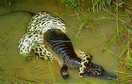 Quais são os Predadores da Jiboia e Seus Inimigos Naturais? | Mundo ...