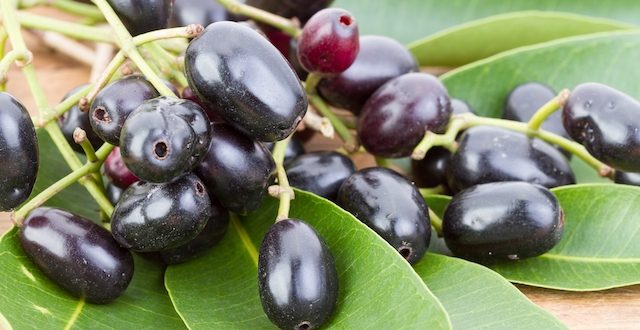 Tudo Sobre o Jamelão: Características e Nome Científico | Mundo Ecologia