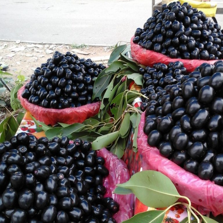 Tudo Sobre o Jamelão: Características e Nome Científico | Mundo Ecologia