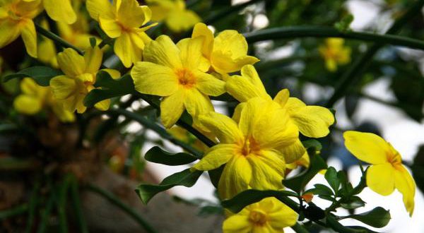 Jasmim-Amarelo: Como Cuidar, Fazer Mudas e Características | Mundo Ecologia