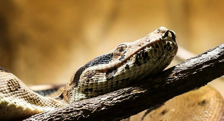 Ciclo de Vida da Jiboia: Quantos Anos Elas Vivem? | Mundo Ecologia