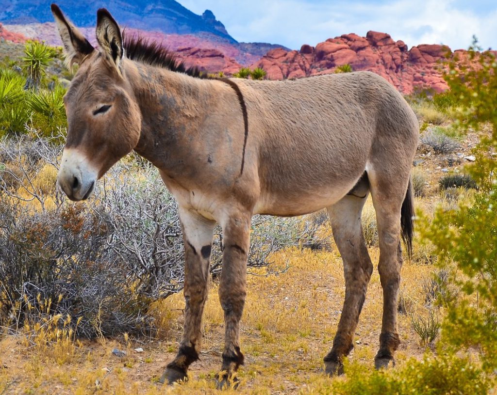 Diferenças Entre Asno, Burro, Jumento, Jegue E Mula | Mundo Ecologia