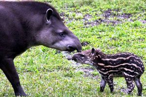 Tudo sobre a anta: características, nome cientifico e fotos | Mundo ...