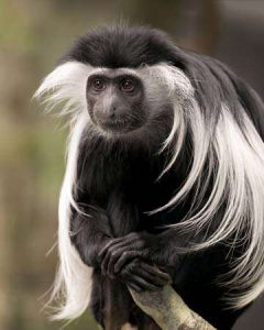 Macaco-Cauda-de-Leão: Características, Nome Científico e Fotos | Mundo ...