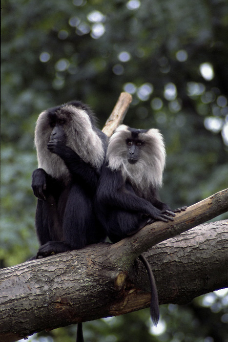 Macaco-Cauda-de-Leão: Características, Nome Científico e Fotos | Mundo ...