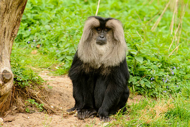 Macaco-Cauda-de-Leão: Características, Nome Científico e Fotos | Mundo ...