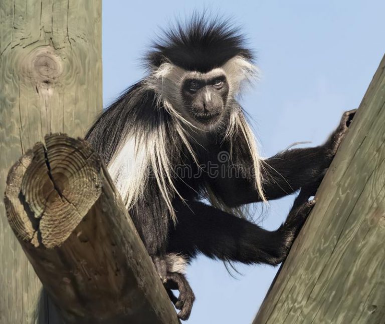 Macaco Colobus: Características, Nome Cientifico, Habitat e Fotos ...