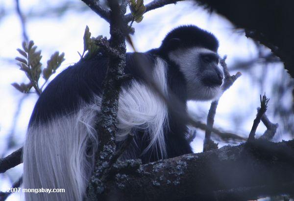 Macaco Colobus: Características, Nome Cientifico, Habitat e Fotos ...