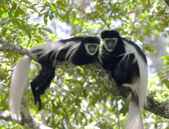 Macaco Colobus: Características, Nome Cientifico, Habitat e Fotos ...