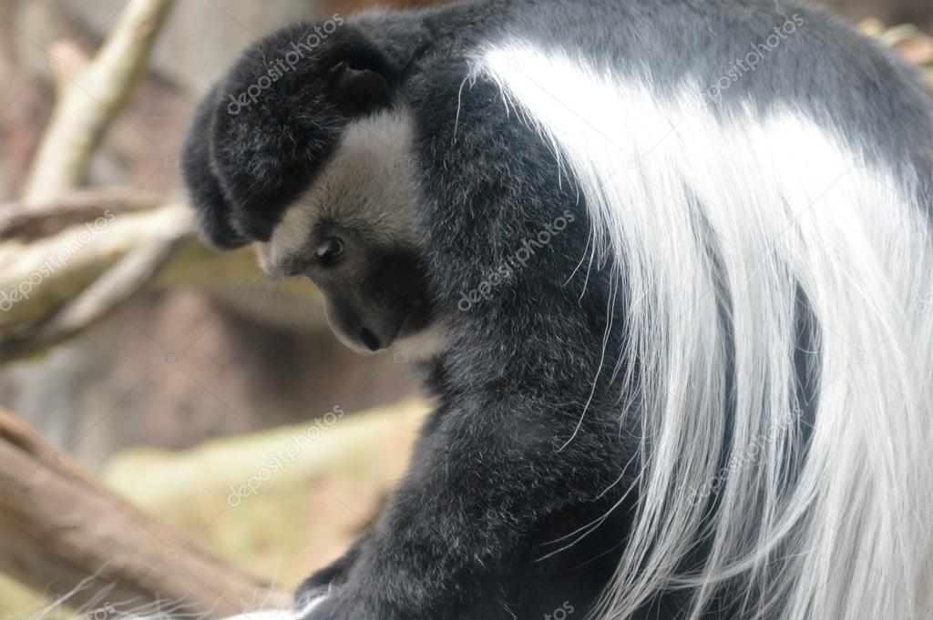 Macaco Colobus: Características, Nome Cientifico, Habitat e Fotos ...