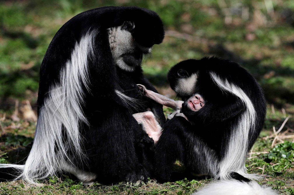 Macaco Colobus: Características, Nome Cientifico, Habitat e Fotos ...