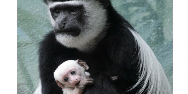 Macaco Colobus: Características, Nome Cientifico, Habitat e Fotos ...