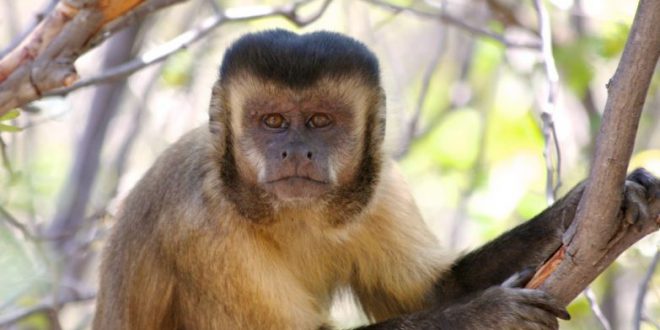 Lista de Espécies de Macacos | Mundo Ecologia