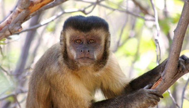 Lista de Espécies de Macacos: Tipos com Nome e Fotos – Mundo Ecologia