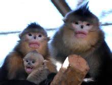 Macaco-Preto-de-Nariz-Arrebitado: Características, Habitat e Fotos ...