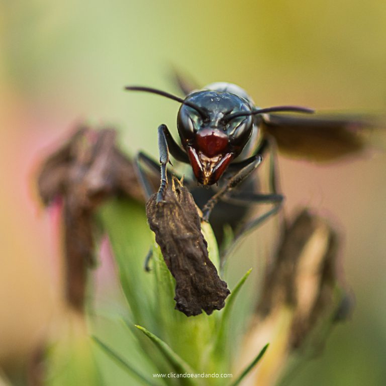 Tudo sobre o marimbondo: características, nome cientifico e fotos ...