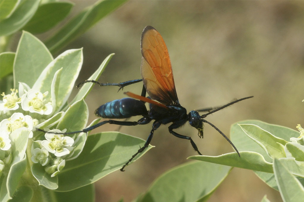 Marimbondo: Curiosidades e Fatos Interessantes Sobre o Animal – Mundo ...