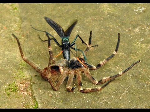 Marimbondo-Caçador: Características, Nome Cientifico – Mundo Ecologia