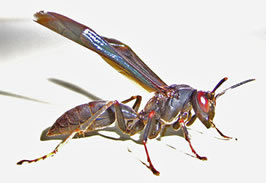 Marimbondo: Curiosidades e Fatos Interessantes Sobre o Animal – Mundo ...