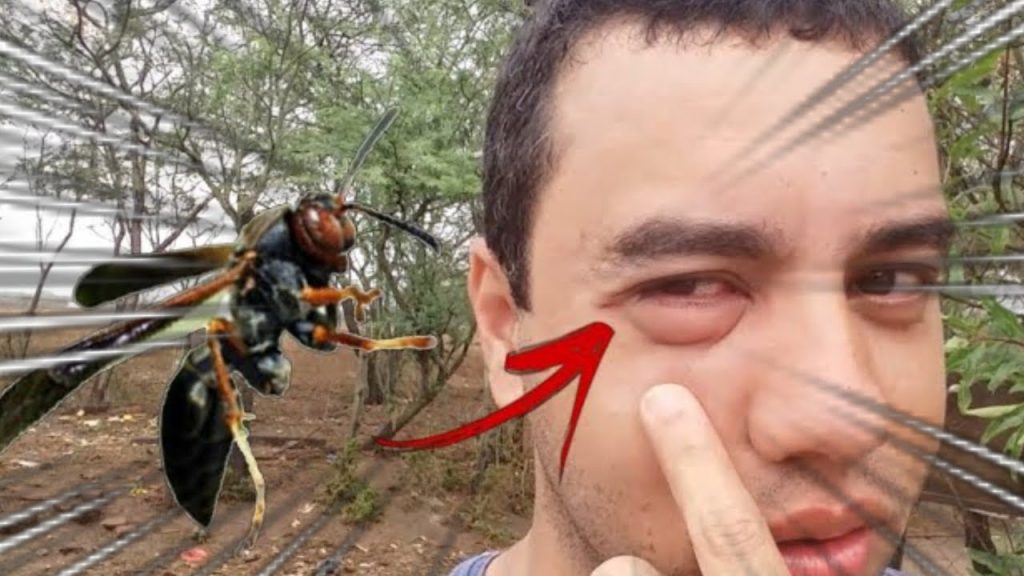 História do Marimbondo e Origem do Animal | Mundo Ecologia