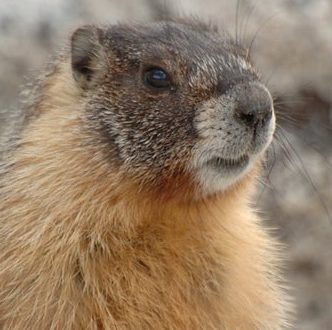 Tudo Sobre A Marmota: Características, Nome Científico E Fotos | Mundo ...