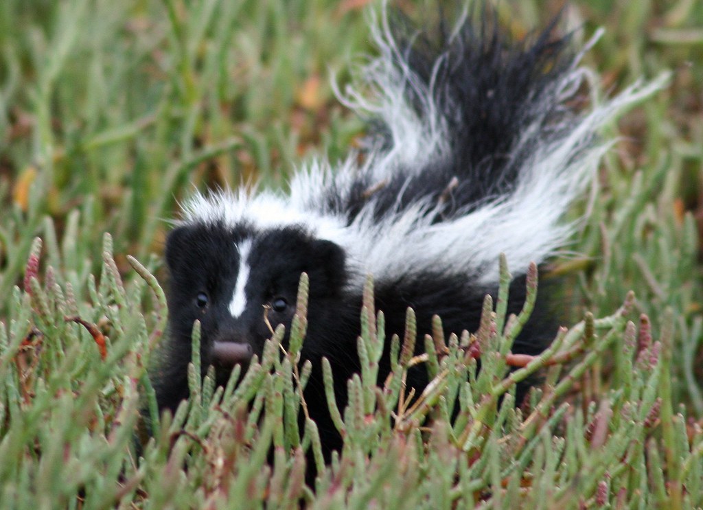 Cangambá: Características e Fotos – Mundo Ecologia