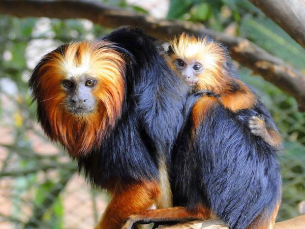 Lista de Espécies de Macacos | Mundo Ecologia