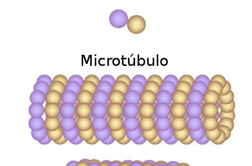 Qual É O Papel Dos Microtúbulos Na Mitose? | Mundo Ecologia