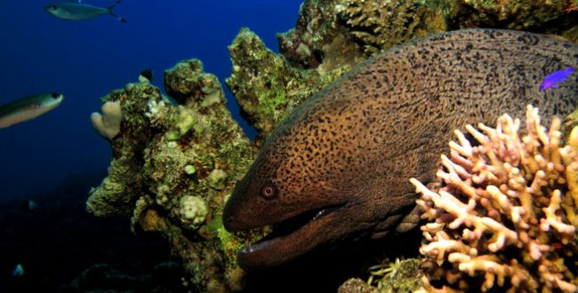 Comportamento da Moreia: Hábitos e Modo de Vida do Animal | Mundo Ecologia