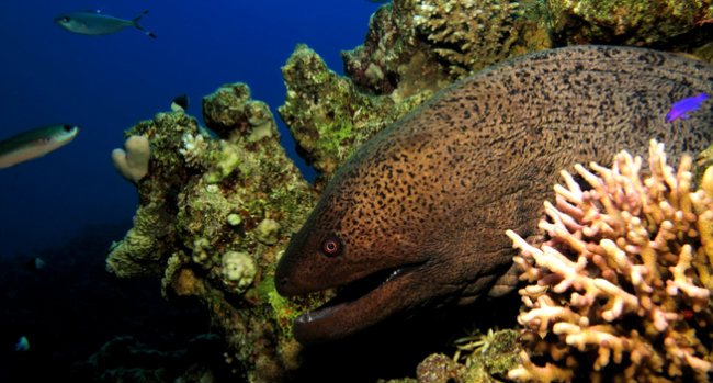 Comportamento da Moreia: Hábitos e Modo de Vida do Animal | Mundo Ecologia