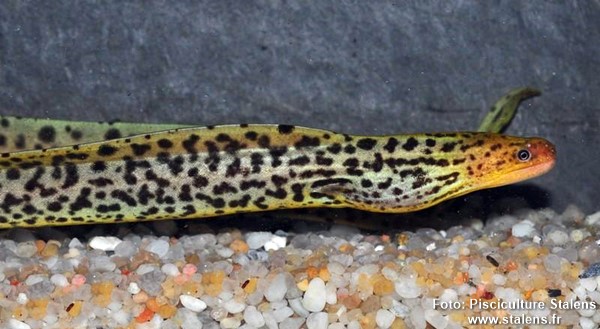 Peixe Moreia se Come? Podemos Comer Esse Animal? – Mundo Ecologia