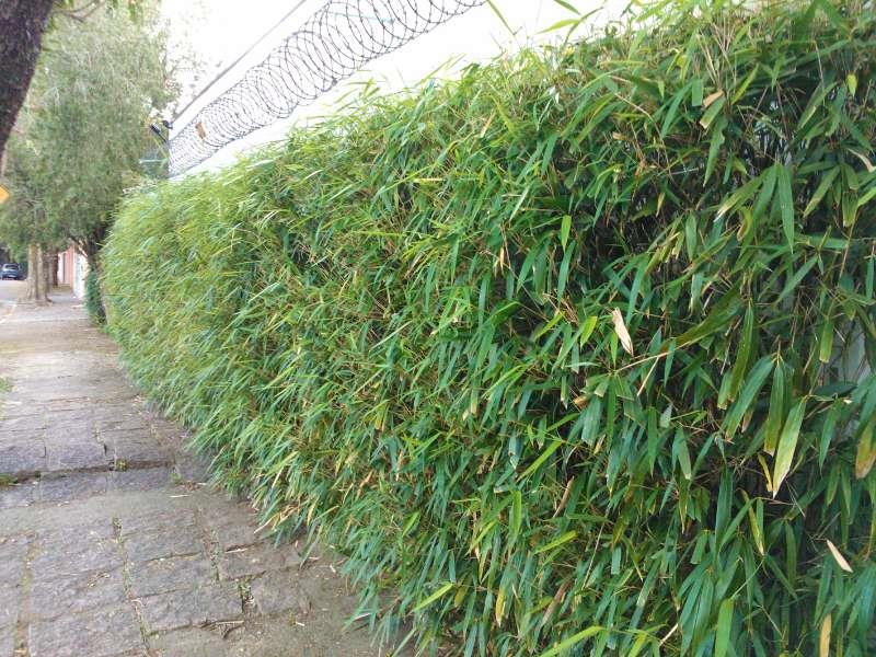 Bambu Cana-Da-Índia: Características, Como Cultivar e Fotos | Mundo ...