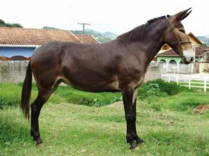 Cores de Mulas: Marrom, Preta, Branca, Persa, Castanho, Fotos | Mundo ...