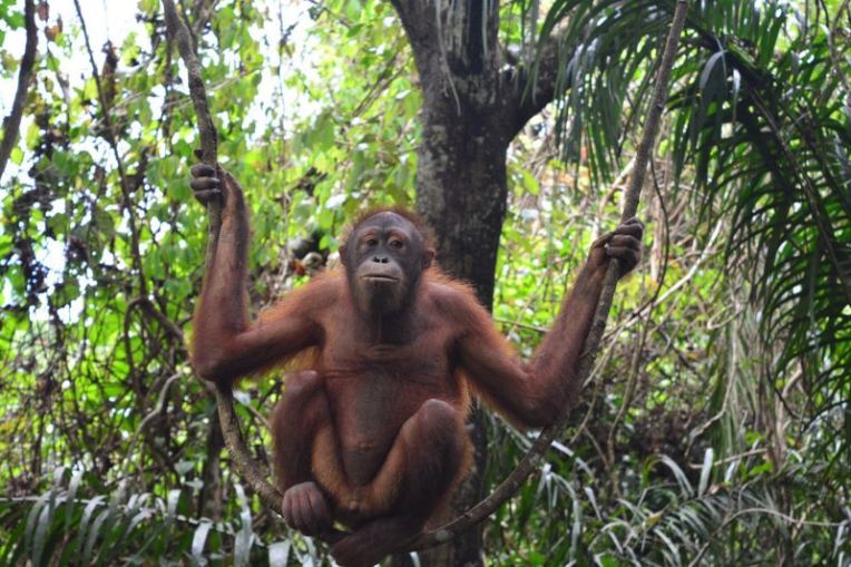 Orangotango É Macaco? Filo, Espécie, Reino, Classe E Ordem | Mundo Ecologia