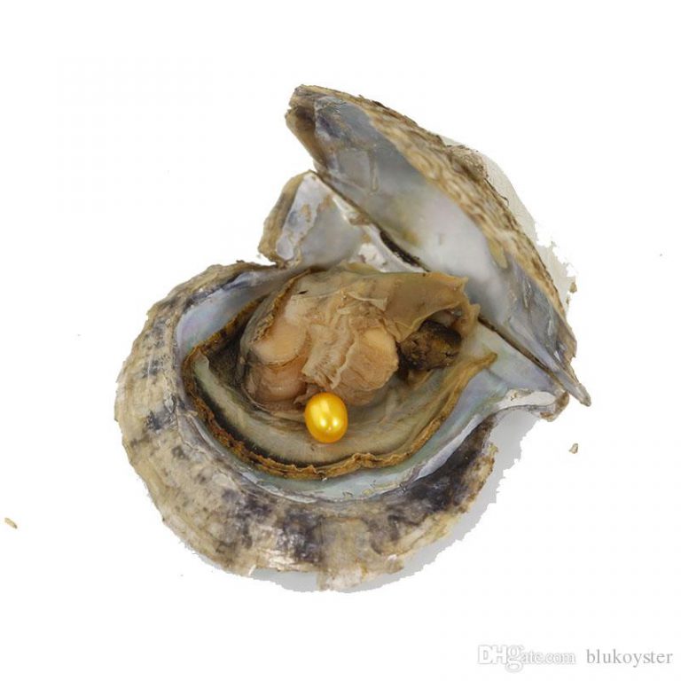 Tudo sobre a ostra: características, nome científico e fotos | Mundo ...