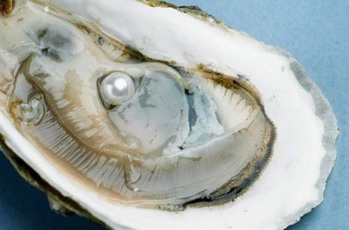 História da Ostra, Origem do Animal e Como Elas Surgem? | Mundo Ecologia