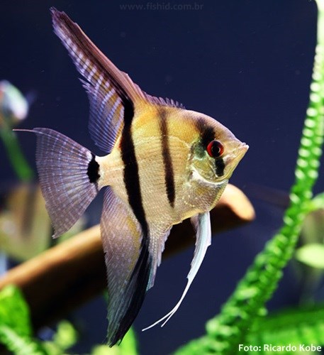 Peixe Acará-Anão: Características, Como Cuidar e Fotos | Mundo Ecologia