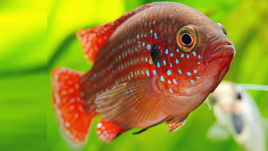 Peixe Acará-Anão: Características, Como Cuidar e Fotos | Mundo Ecologia