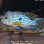 Peixe Acará: Reino, Filo, Classe, Ordem, Família e Gênero | Mundo Ecologia