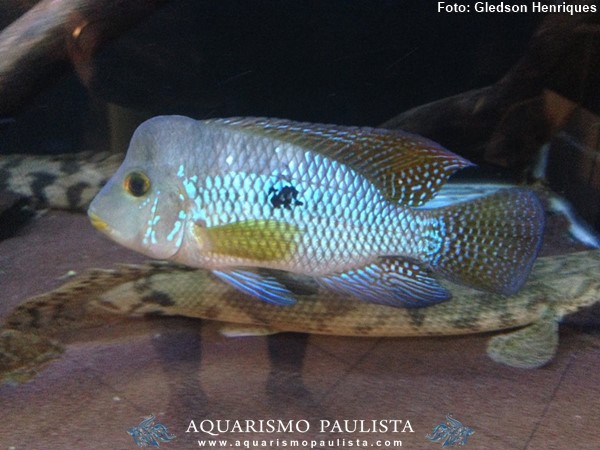 Peixe Acará: Reino, Filo, Classe, Ordem, Família e Gênero | Mundo Ecologia