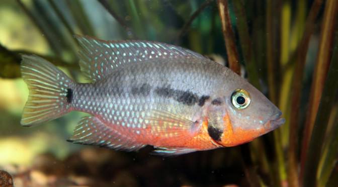 Peixe Acará: Reino, Filo, Classe, Ordem, Família e Gênero | Mundo Ecologia