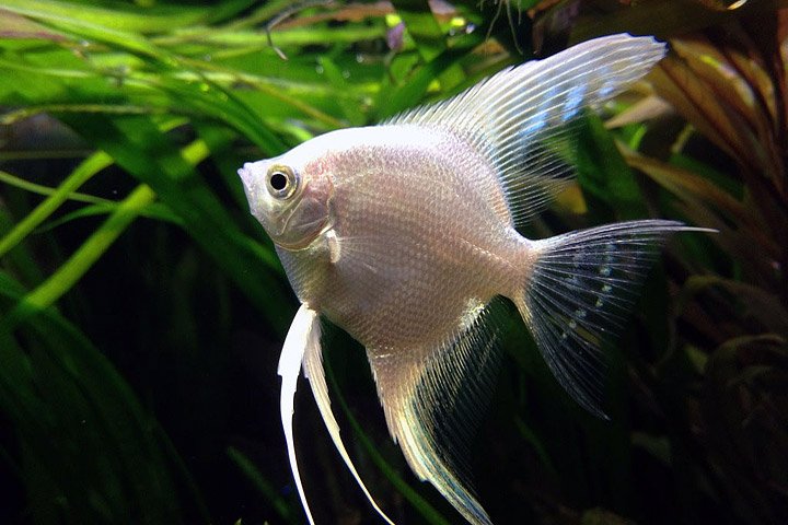 Peixe Acará: Curiosidades e Fatos Interessantes Sobre o Animal | Mundo ...