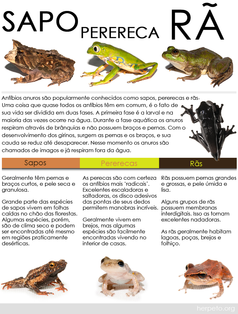 Perereca: Reino, Filo, Classe, Família, Ordem E Gênero | Mundo Ecologia