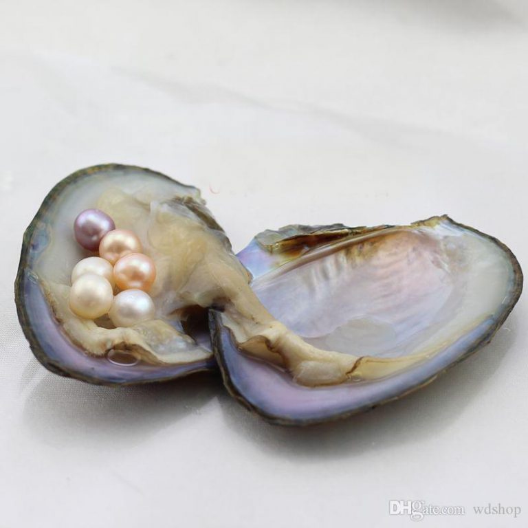 Tudo sobre a ostra: características, nome científico e fotos | Mundo ...