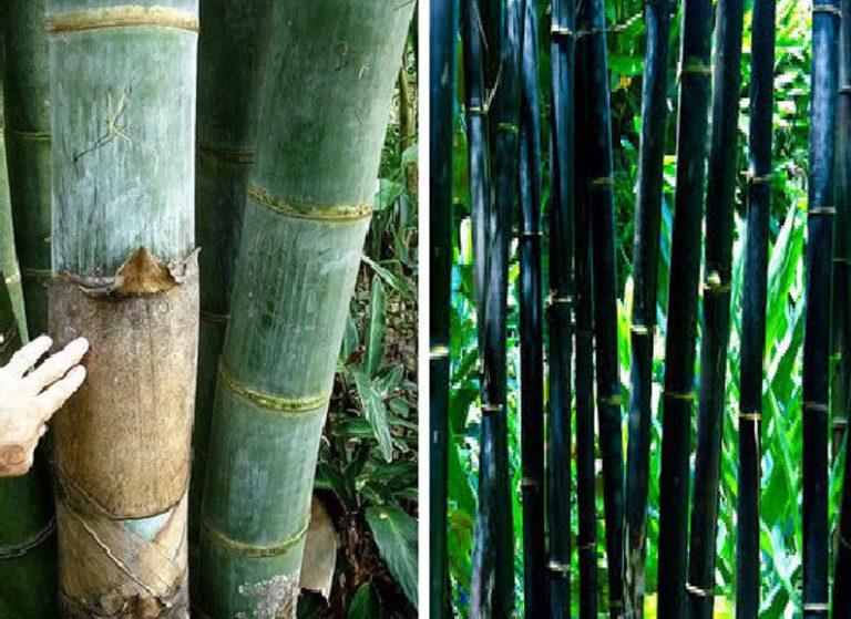 Bambu Negro: Características, Como Cultivar e Fotos | Mundo Ecologia