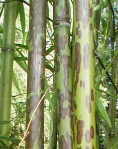 Bambu Negro: Características, Como Cultivar e Fotos | Mundo Ecologia