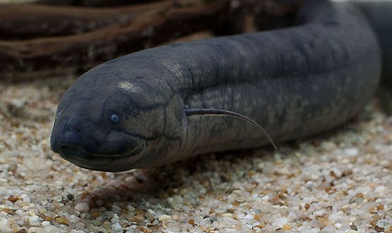 Qual é o Nome do Peixe Que Parece Uma Cobra? | Mundo Ecologia