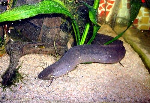 Qual é o Nome do Peixe Que Parece Uma Cobra? – Mundo Ecologia